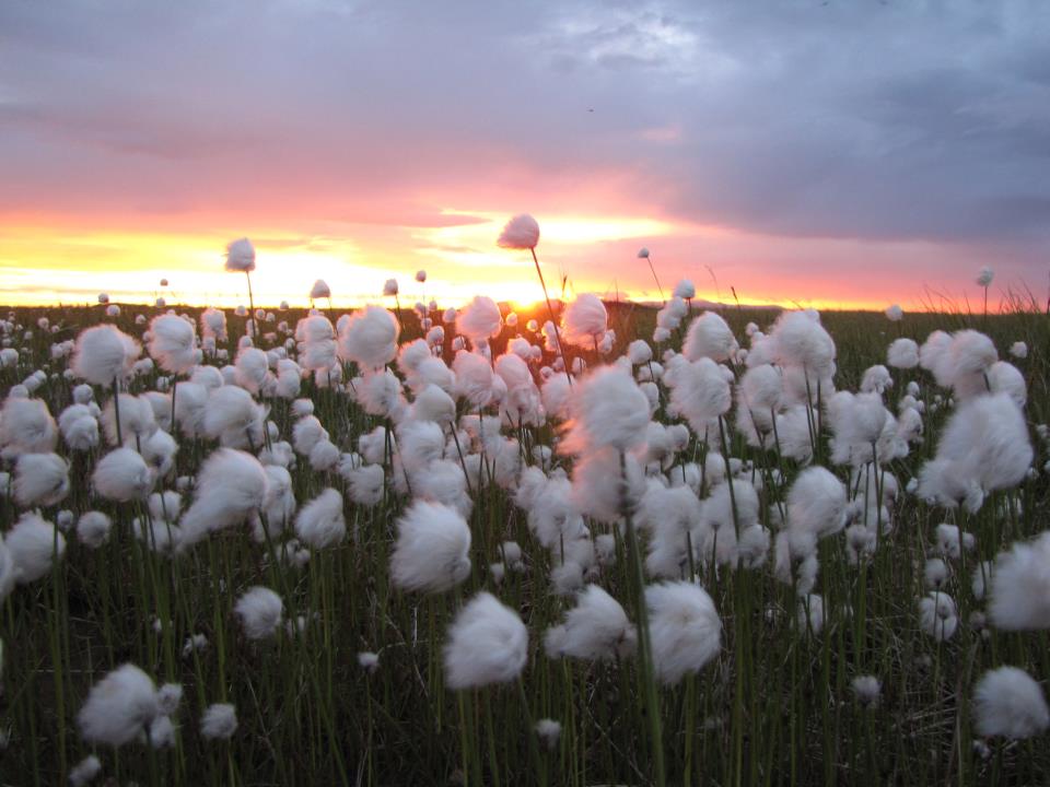 Cotton Grass In The Taiga